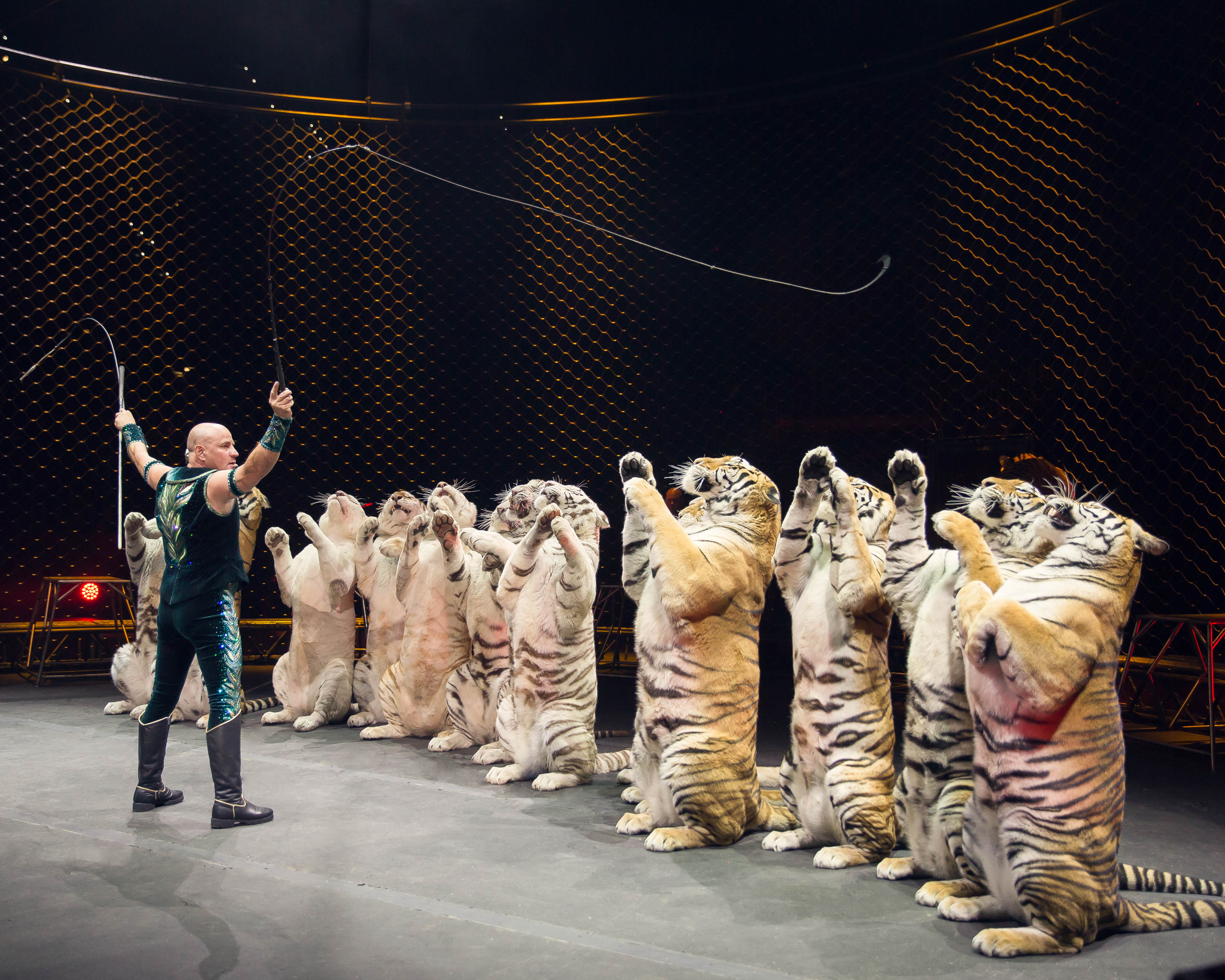Taba Maluenda, un domatore davvero Extreme! – Circus News